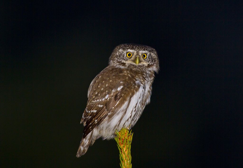Mali skovik (G.passerinum) | Projekt Pohorka